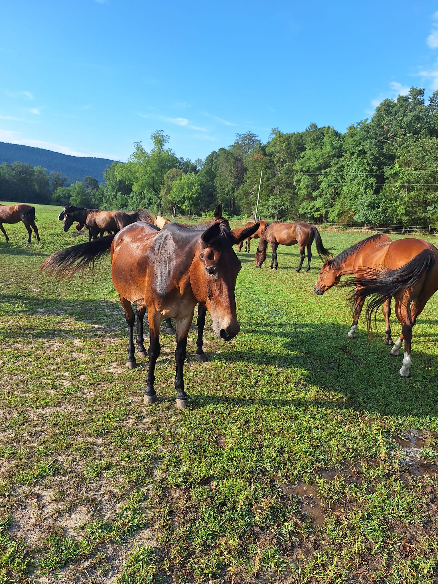 Embrace Adventure at Fort Valley Ranch: A Premier Horse Campsite in ...